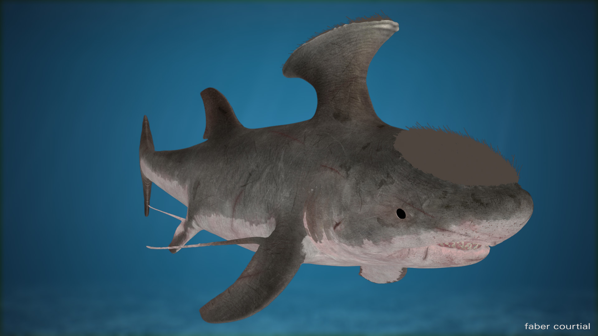 (Selachomorpha) Надотряд Селахоморфы, Селахии, Акулы, Superorder Selachomorpha, Selachii (Sharks ...